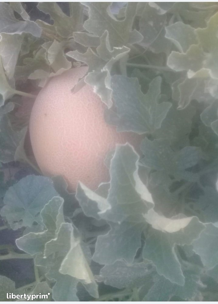 Melon Green Galia Morocco Producer - Agri neu | Libertyprim