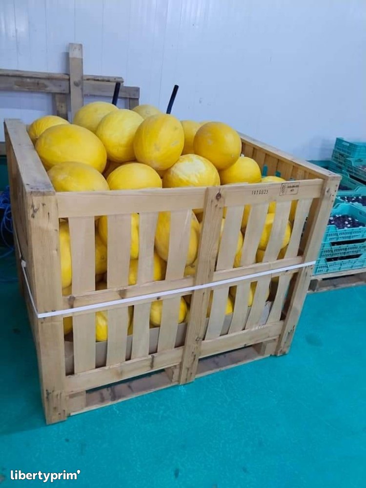 Melon Yellow Class 1 Tunisia Import & Export - TRADE DYNAMICS | Libertyprim