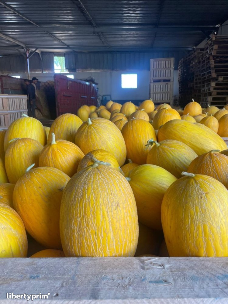 Melon Jaune Catégorie 1 Maroc Import & Export - Greeneryway Export ...