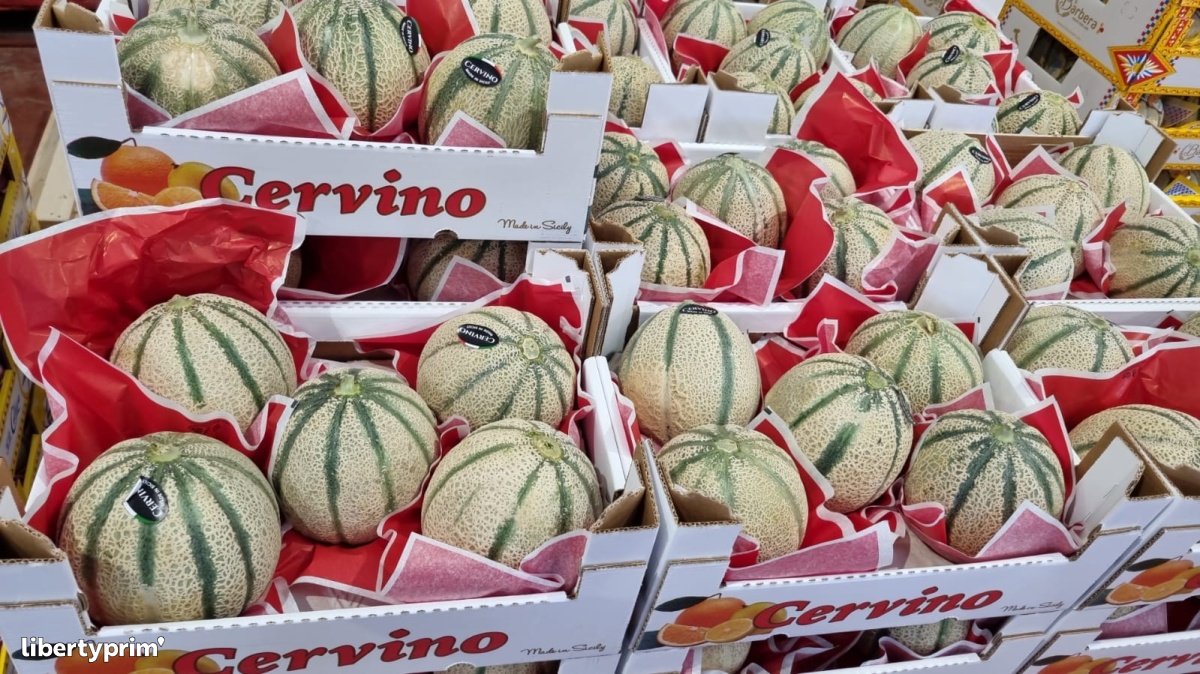 Melon Red-Falcon Class 1 Italy Shipper & Distributor - NOVAZUR PRIMEURS ...