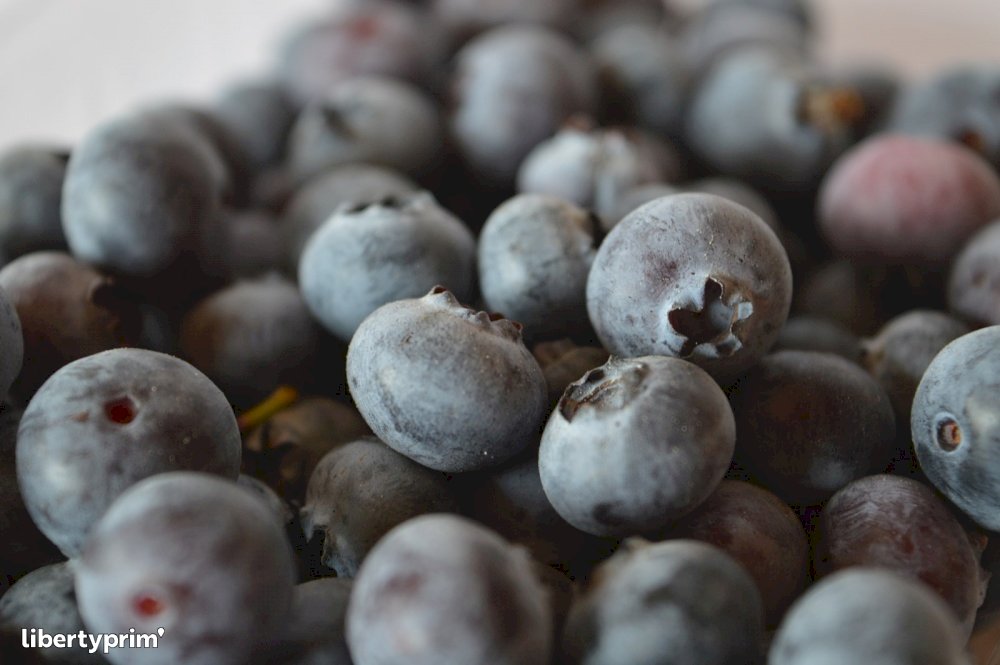 Myrtille France Producteur - FRUITS ROUGES DU VELAY | Libertyprim