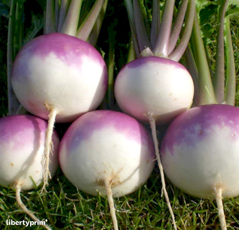 Turnip Round Purple Portugal Producer - Zimbralecrim | Libertyprim