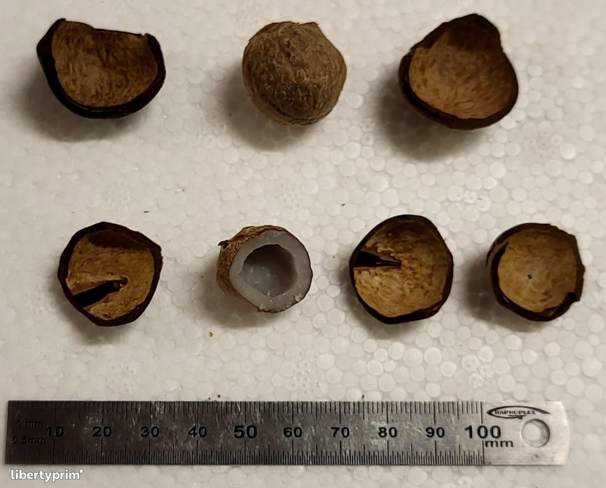 Coconut Chile Import & Export - SASU GMAPB | Libertyprim