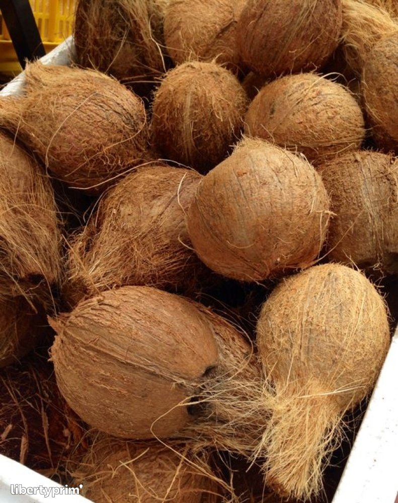 Coconut GOA Class 1 Ivory Coast Import & Export - AAFFARI GROUP TRADER ...