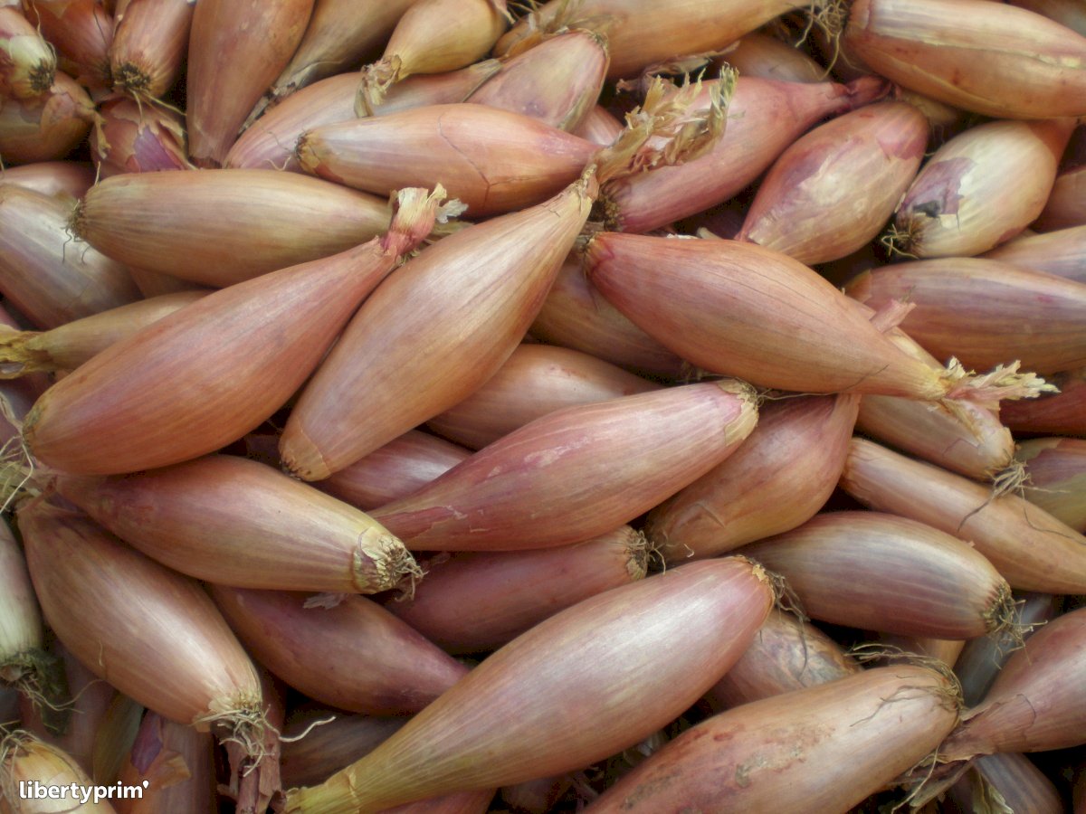 Echalion Catégorie 1 France Producteur - LE VILI | Libertyprim