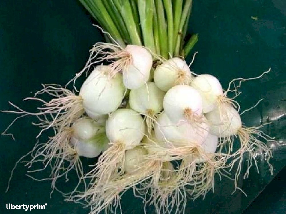 Oignon Blanc France Producteur - LE JARDIN D'HIPPOLYTE | Libertyprim