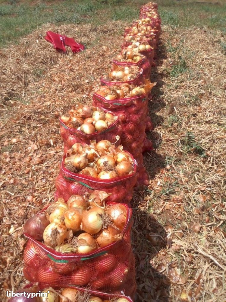 Oignon Rouge Extra Maroc Coopérative - NATURE FRAIS | Libertyprim
