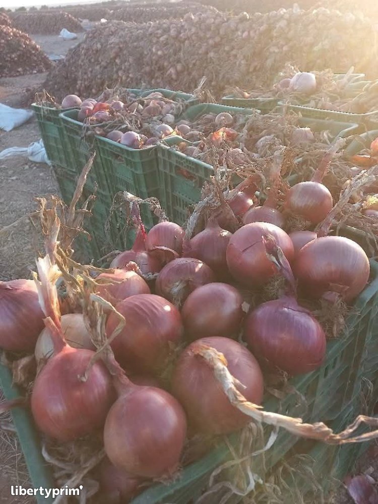 Onion Red Extra Algeria Import & Export - HARVEST FRECH | Libertyprim