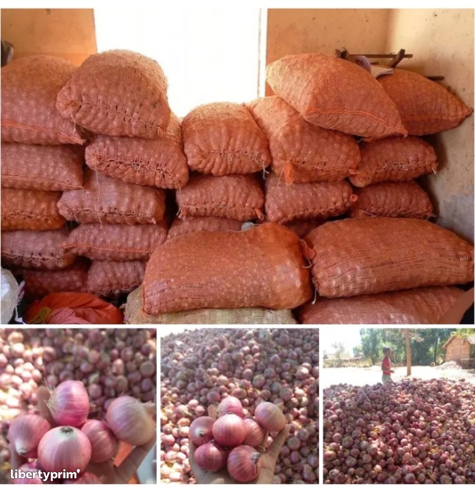 Onion Red Extra Madagascar Producer - ALPHONSE COMMERCE | Libertyprim