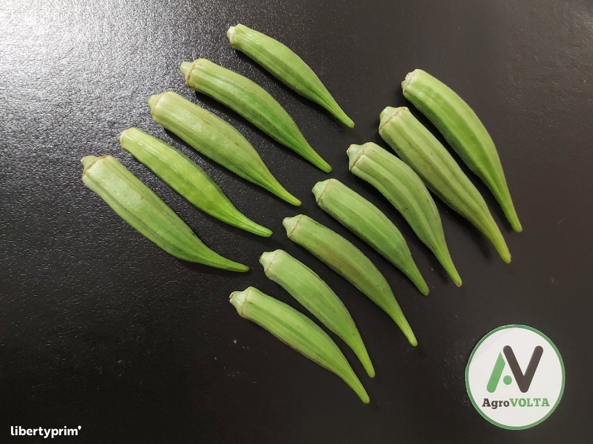 Okra Extra Ghana Producer - BADECC AGROVOLTA | Libertyprim