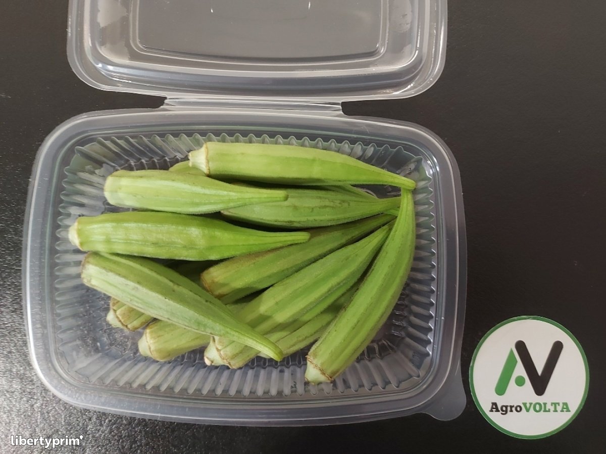 Okra Extra Ghana Producer - BADECC AGROVOLTA | Libertyprim