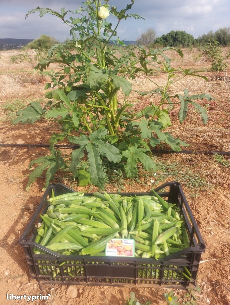 Okra Extra Ghana Producer - BADECC AGROVOLTA | Libertyprim