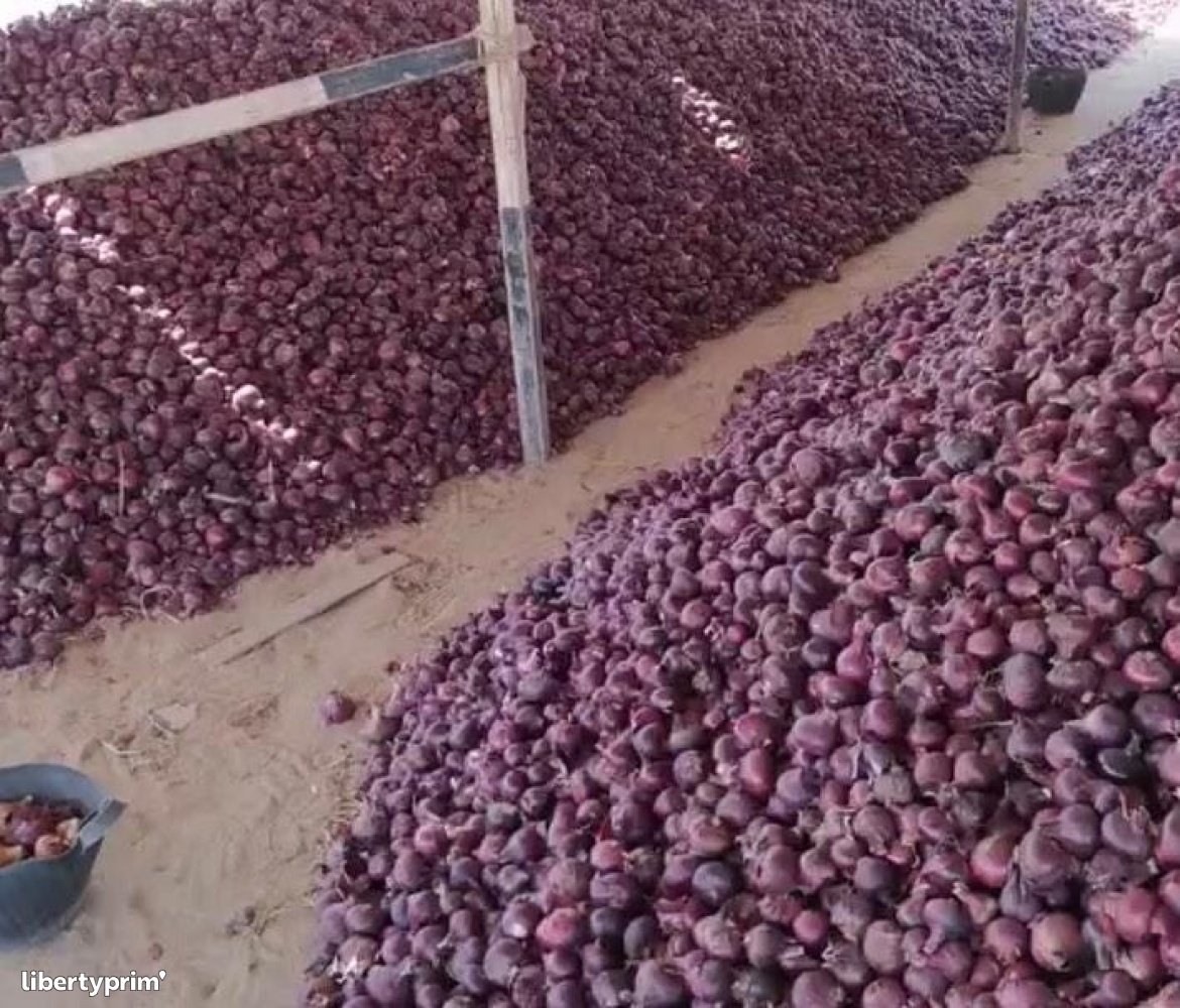 Onion Red Class 1 Egypt Import & Export - Ora for export and import | Libertyprim