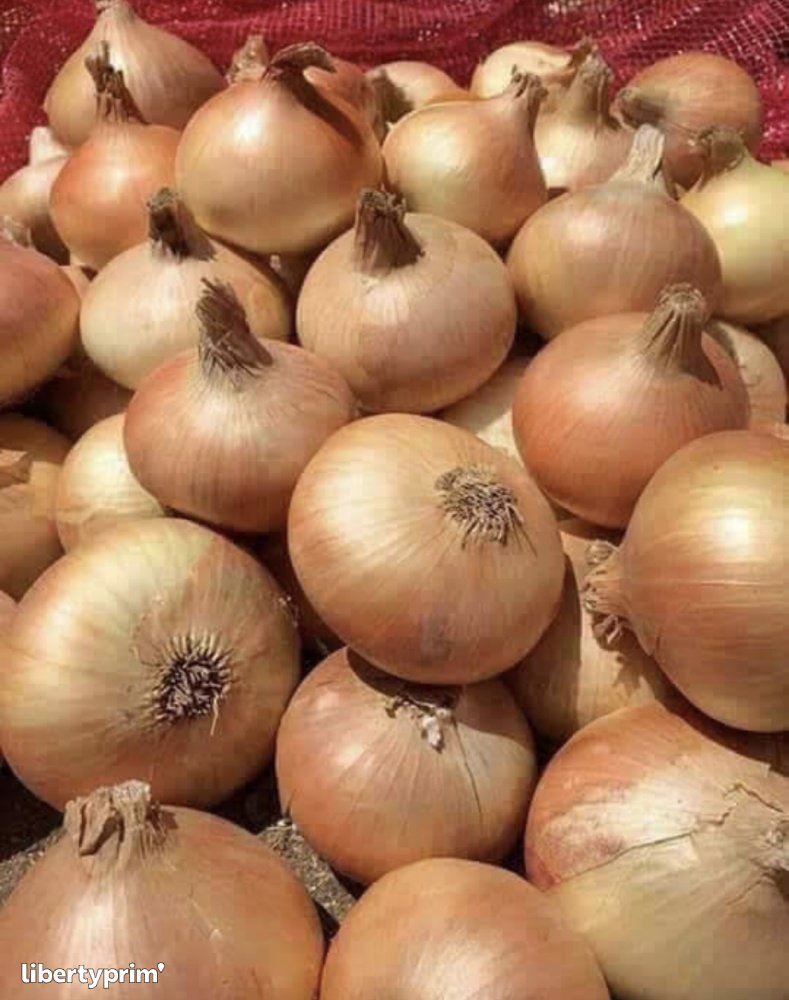 Onion Yellow Class 1 Egypt Import & Export - AfriGoodGrow | Libertyprim