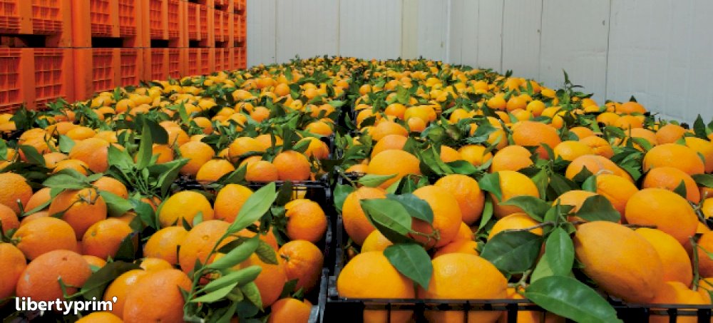Orange Portugal Producer - Cacial Cooperativa Agricola Citricultores do ...