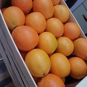 copac plant Import & Export AGADIR Maroc | Libertyprim