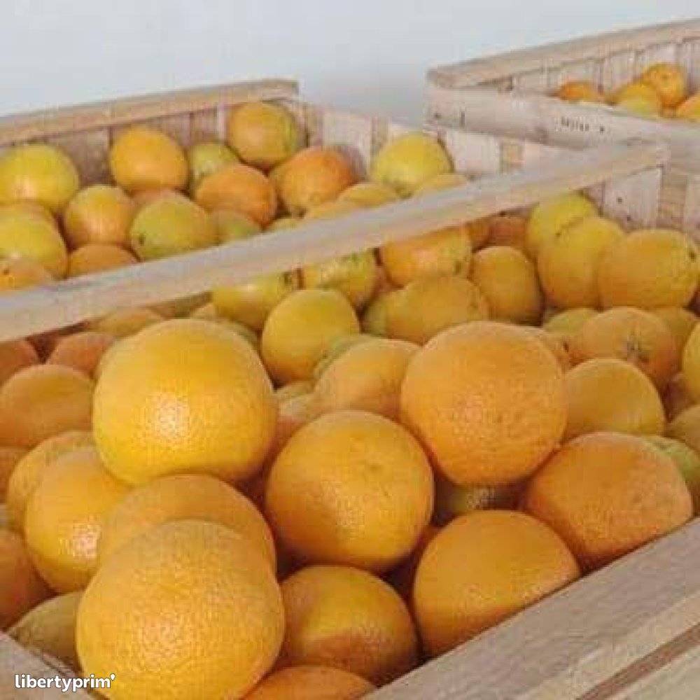 Orange Maroc-late Class 1 Morocco Import & Export - copac plant ...