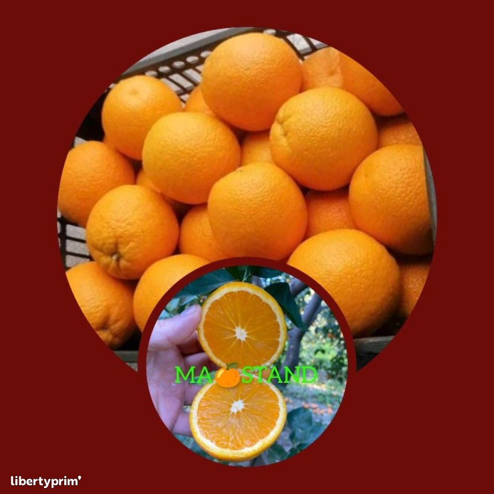 Orange Class 1 Morocco Import & Export - MA.STAND | Libertyprim