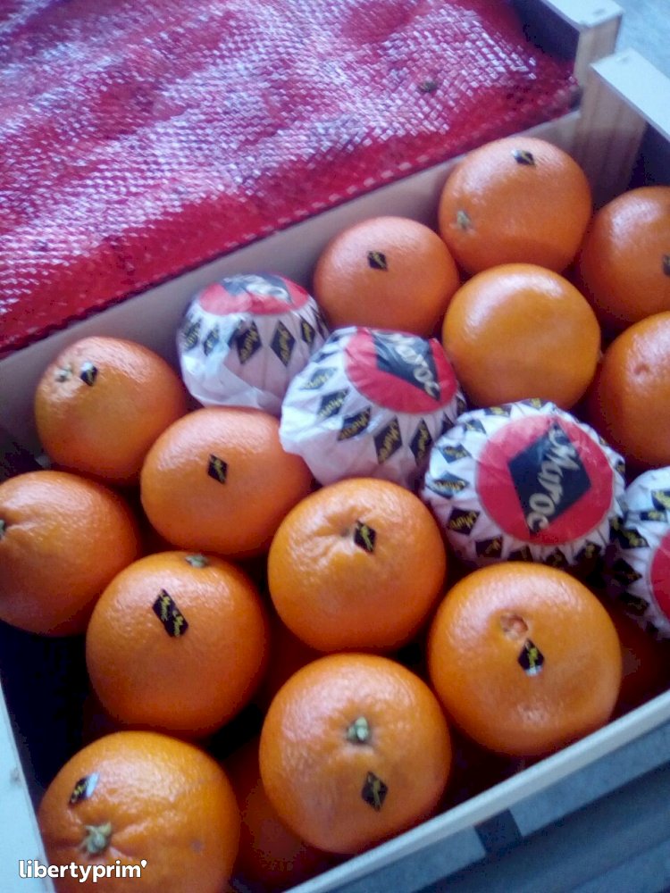 Naranja Navel Categoría 1 Marruecos Importación & Exportación ...