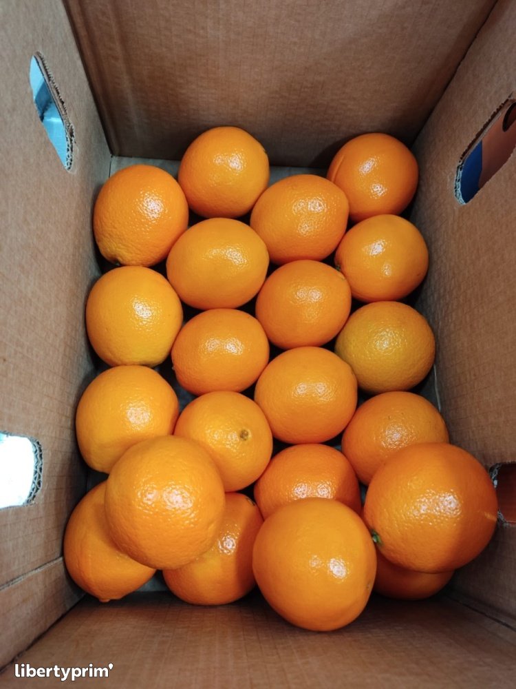 Orange Navel Catégorie 1 Egypte Import & Export - Executive World Trade ...