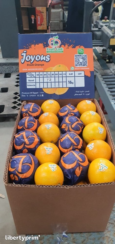 Orange Navel Class 1 Egypt Import & Export - Executive World Trade (PTY ...