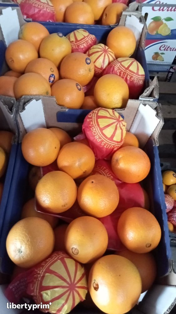 Orange Navel Catégorie 1 Egypte Import & Export - Sherif and kirill for ...