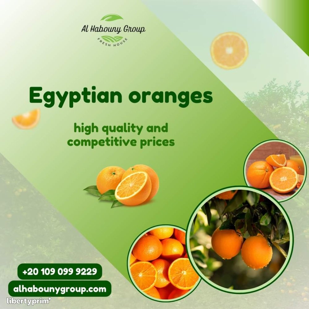 Orange Navel Class 1 Egypt Import & Export - Alhabouny Group | Libertyprim
