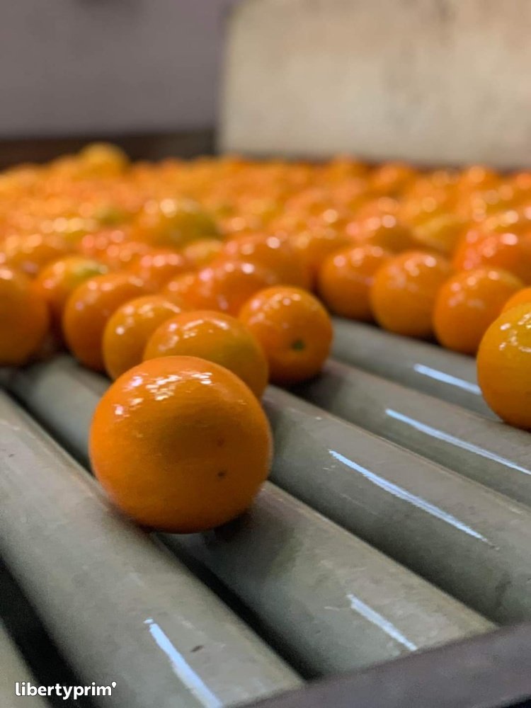 Orange Navel Class 1 Egypt Import & Export - Alhabouny Group | Libertyprim