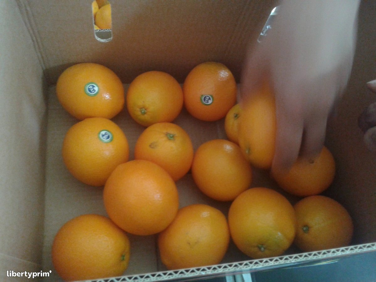 Orange Navel Class 1 Egypt Import & Export - Egitra | Libertyprim