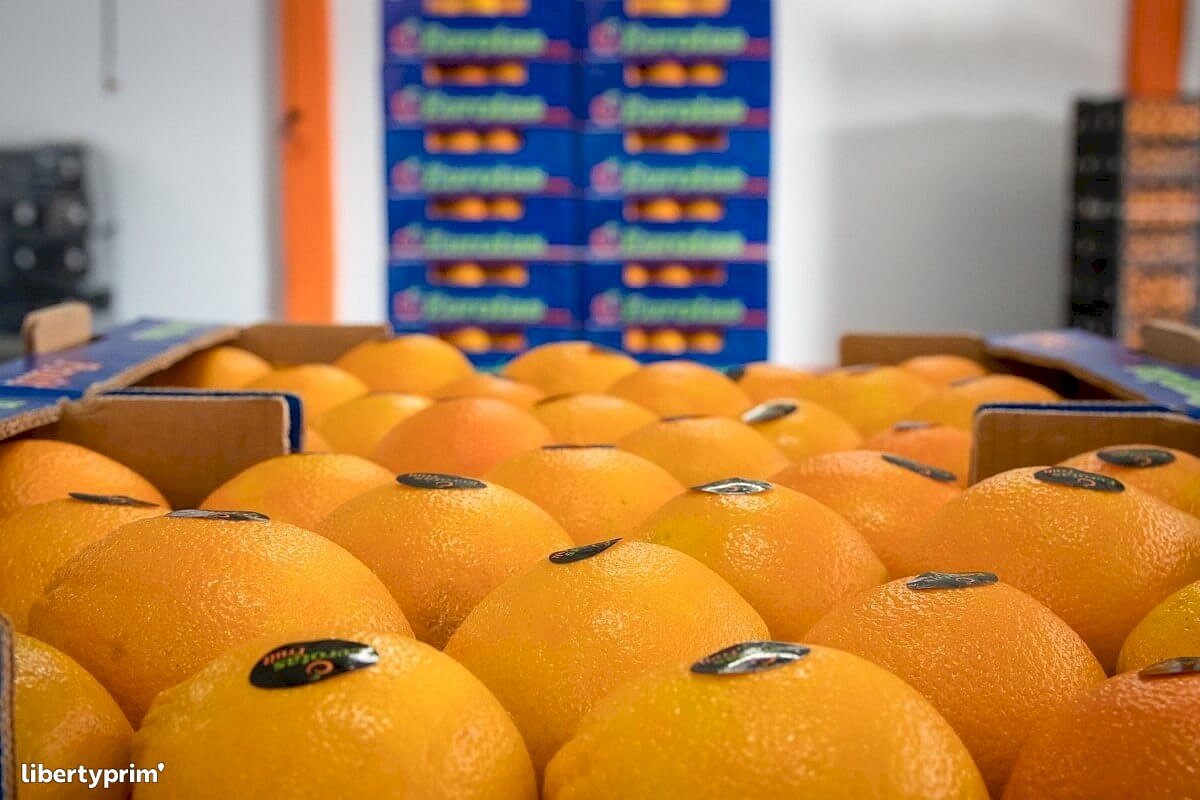 Orange Naveline Catégorie 1 Grèce Import & Export - Evrotas Fruit ...