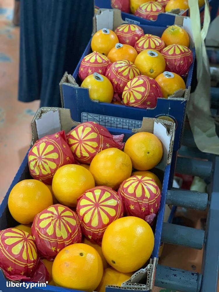 Orange Quarters Class 1 Egypt Import & Export - egyproduct | Libertyprim