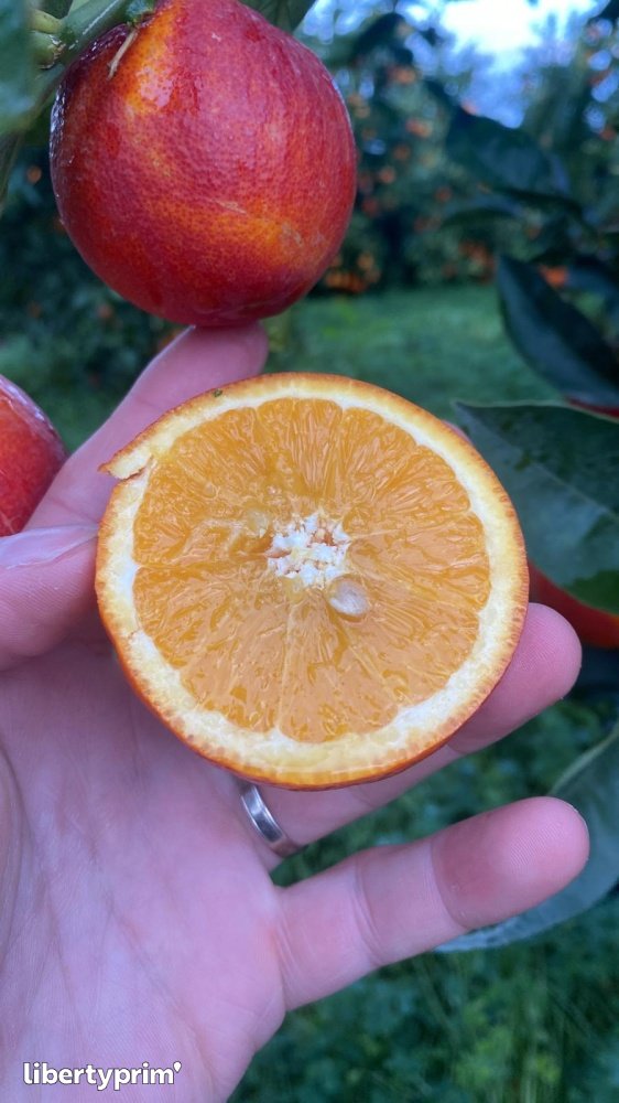 Naranja Tarocco Categoría 1 Italia Productor - Di benedetto | Libertyprim