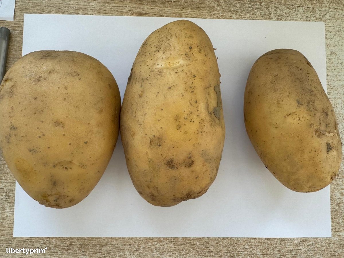 Potato Peeled Whole Extra Import & Export - Мондіс | Libertyprim