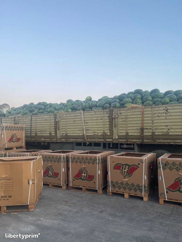 Pastèque Catégorie 1 Maroc Producteur - APEKS | Libertyprim