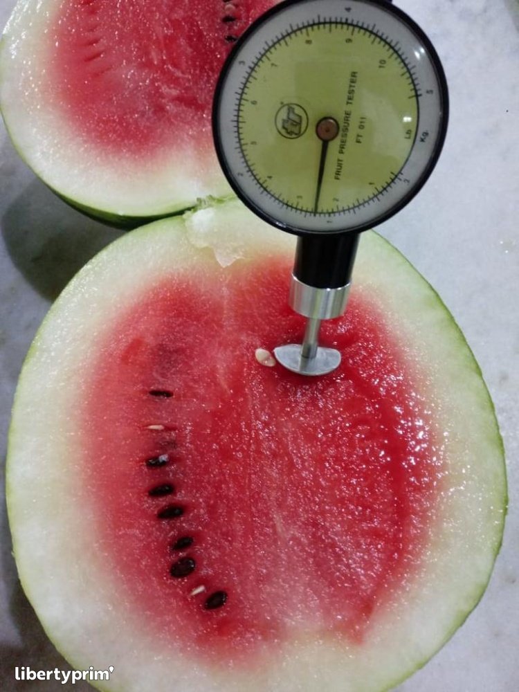 Watermelon Brazil Producer - RK WORLD | Libertyprim