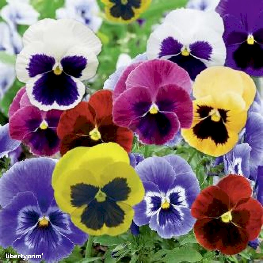 Edible Pansy Extra Spain Producer - Arzagot | Libertyprim