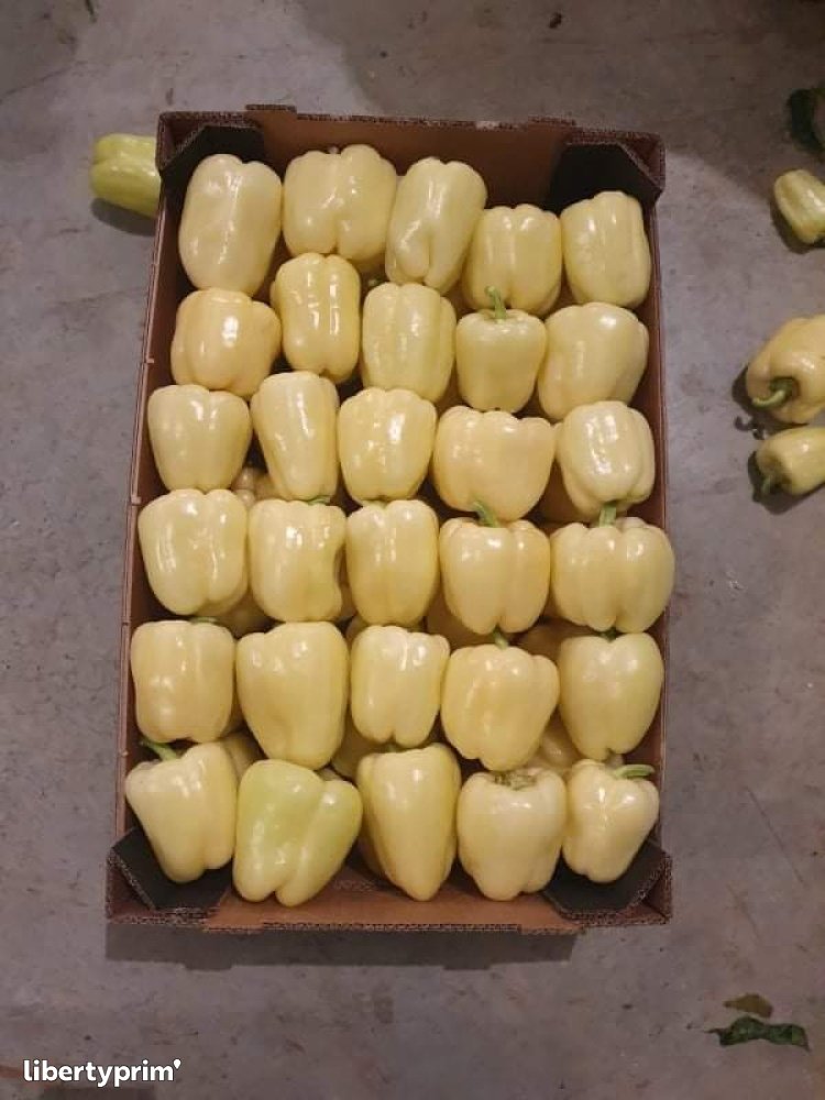 Poivron Catégorie 1 Macédoine Du Nord Import & Export - Fructopolis ...