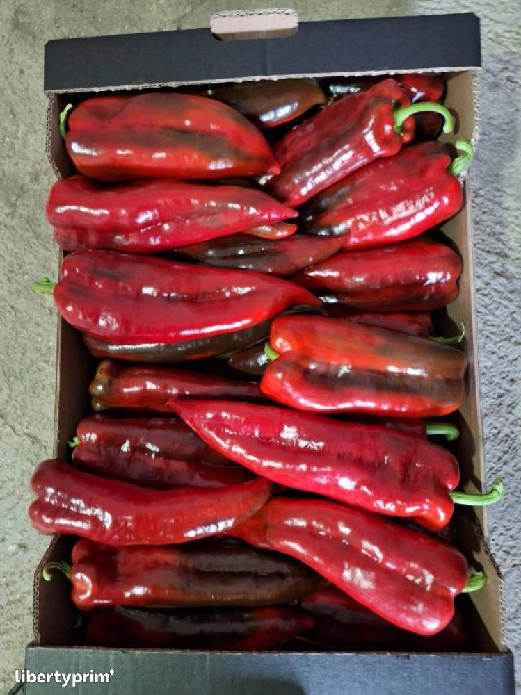 Pepper Red Class 1 Macedonia North Import & Export - Fructopolis dooel ... Pepper Red Class 1 Macedonia North Import & Export - Fructopolis dooel ...