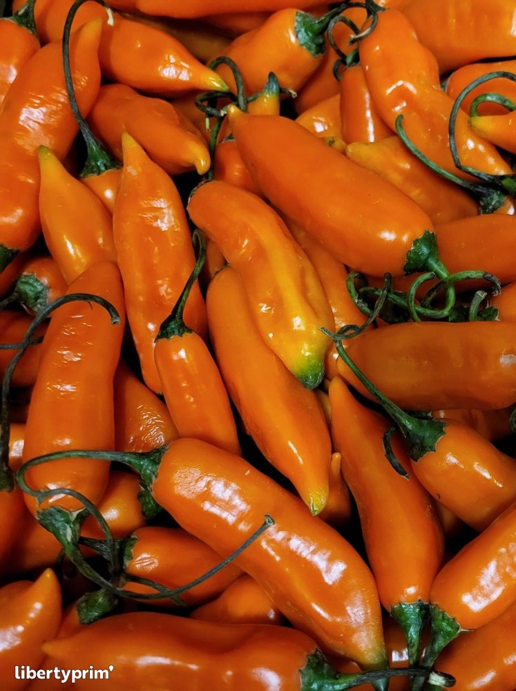 Chile Pepper Import & Export - SASU GMAPB | Libertyprim