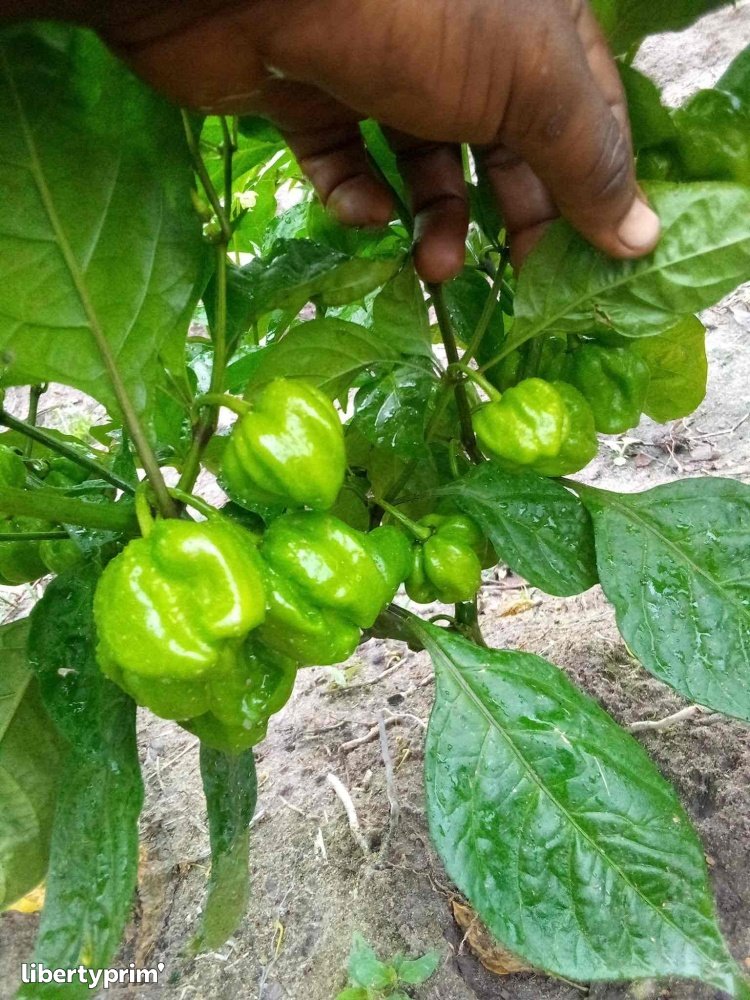 Chile Pepper Caribbean Ivory Coast Producer - Légumes bio | Libertyprim