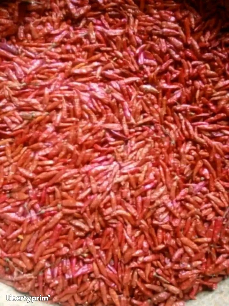 Chile Pepper Red Extra Madagascar Producer - ALPHONSE COMMERCE ...