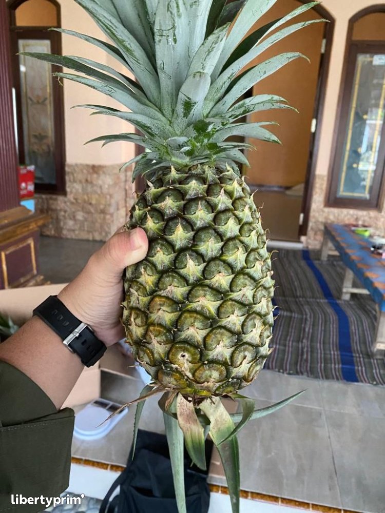 Pineapple Queen Class 1 Indonesia Import & Export - PT Avian Maju ...