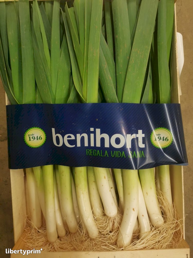 Leek Class 1 Spain Shipper & Distributor - GUILLEM EXPORT FRANCE ...