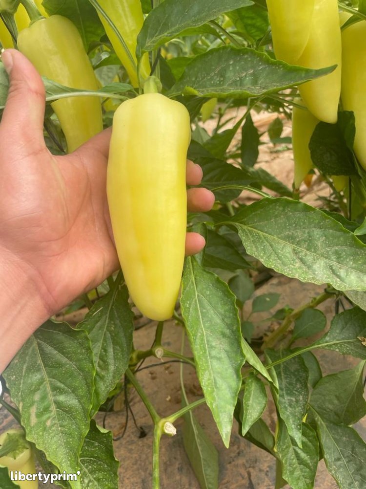 Pepper White Class 1 Morocco Import & Export - ENNEA TROPHI | Libertyprim Pepper White Class 1 Morocco Import & Export - ENNEA TROPHI | Libertyprim