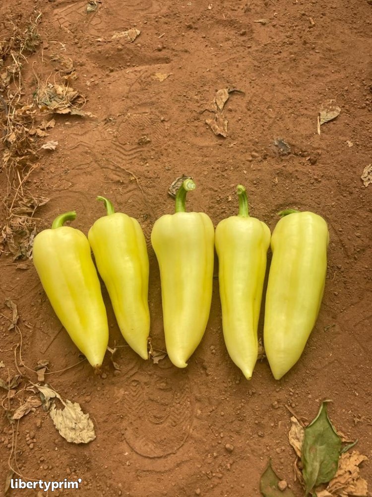 Pepper White Class 1 Morocco Import & Export - ENNEA TROPHI | Libertyprim Pepper White Class 1 Morocco Import & Export - ENNEA TROPHI | Libertyprim