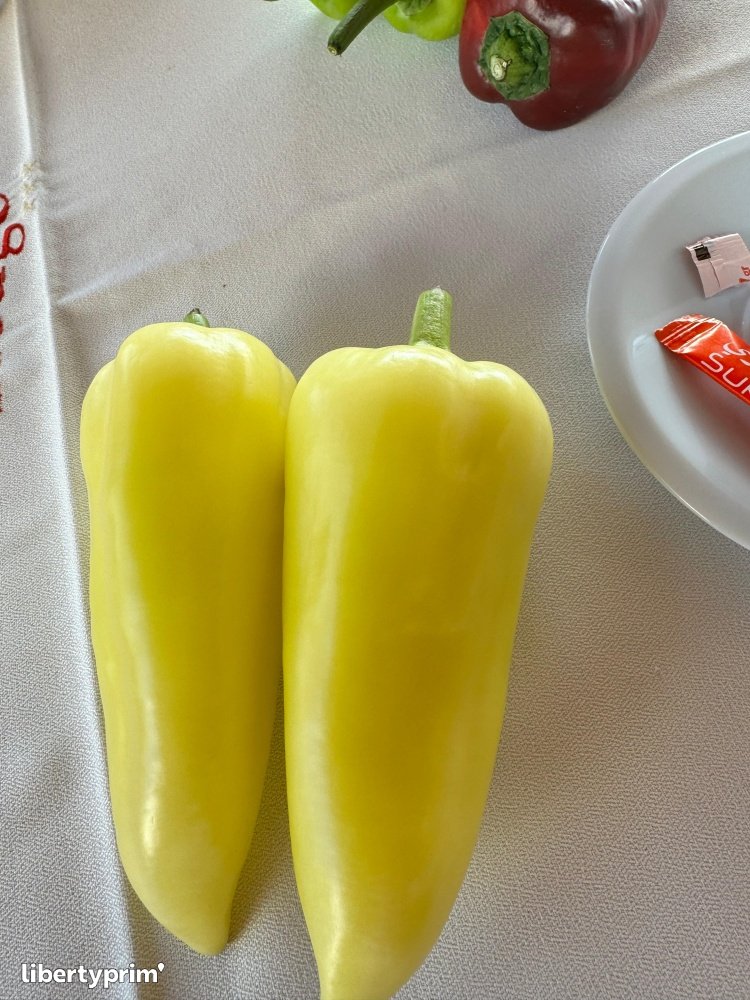 Pepper White Class 1 Morocco Import & Export - ENNEA TROPHI | Libertyprim Pepper White Class 1 Morocco Import & Export - ENNEA TROPHI | Libertyprim