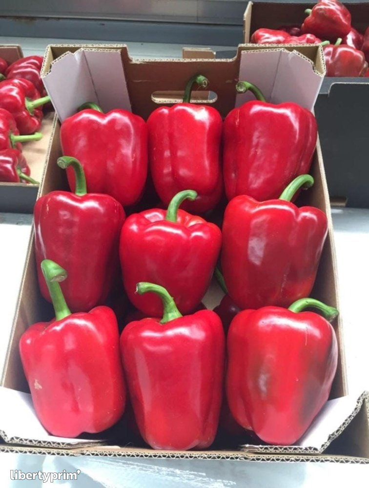 Pepper California Rouge Extra Morocco Import & Export - DOMAINE BEN ...
