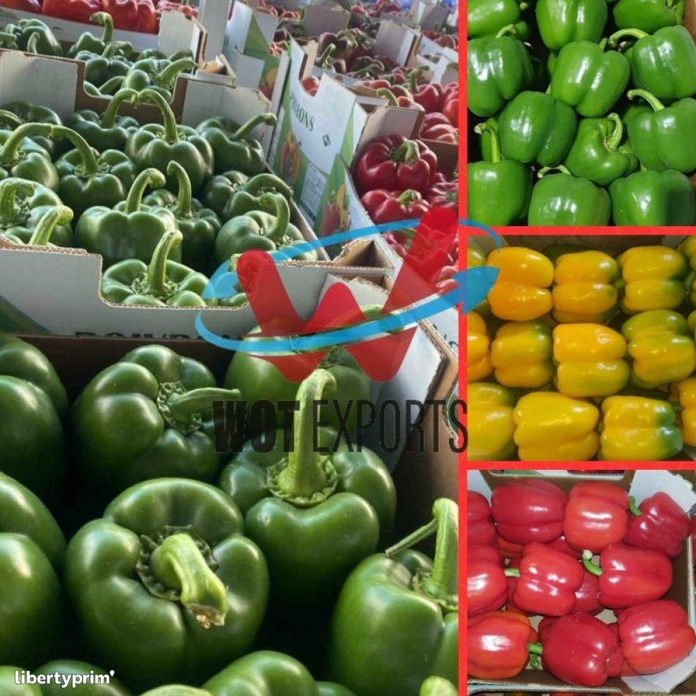 Pepper Class 1 Morocco Import & Export - World Of Trade Exports ...