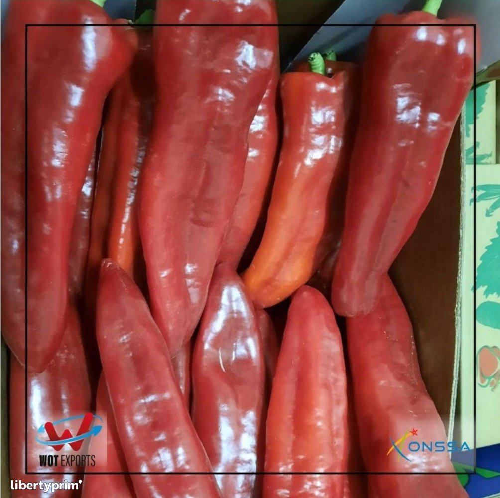 Pepper Class 1 Morocco Import & Export - World Of Trade Exports ...