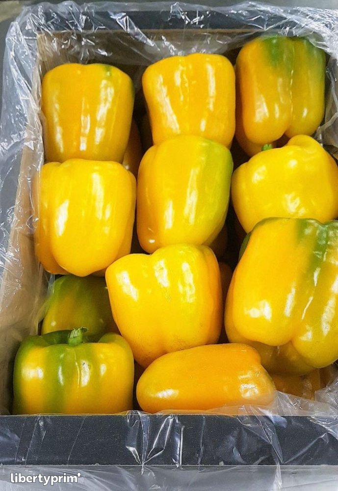 Pepper Yellow Class 1 Morocco Import & Export - Triano Azur Trading ... Pepper Yellow Class 1 Morocco Import & Export - Triano Azur Trading ...